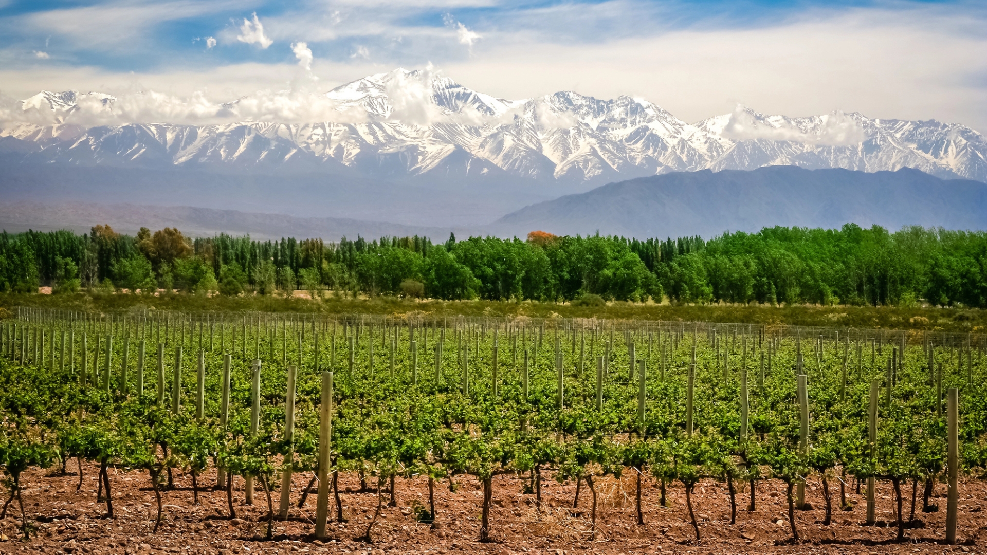 The Top 10 Wine Regions Shaping the World of Wine - GrtWines